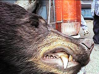 Home [members.tripod.com]