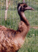 New Brunswick Emu Association