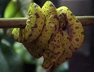 Green Tree python (pic2)